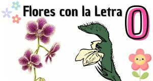 1️⃣ Ejemplos de Flores que empiezan por la O - Reporte de Lectura